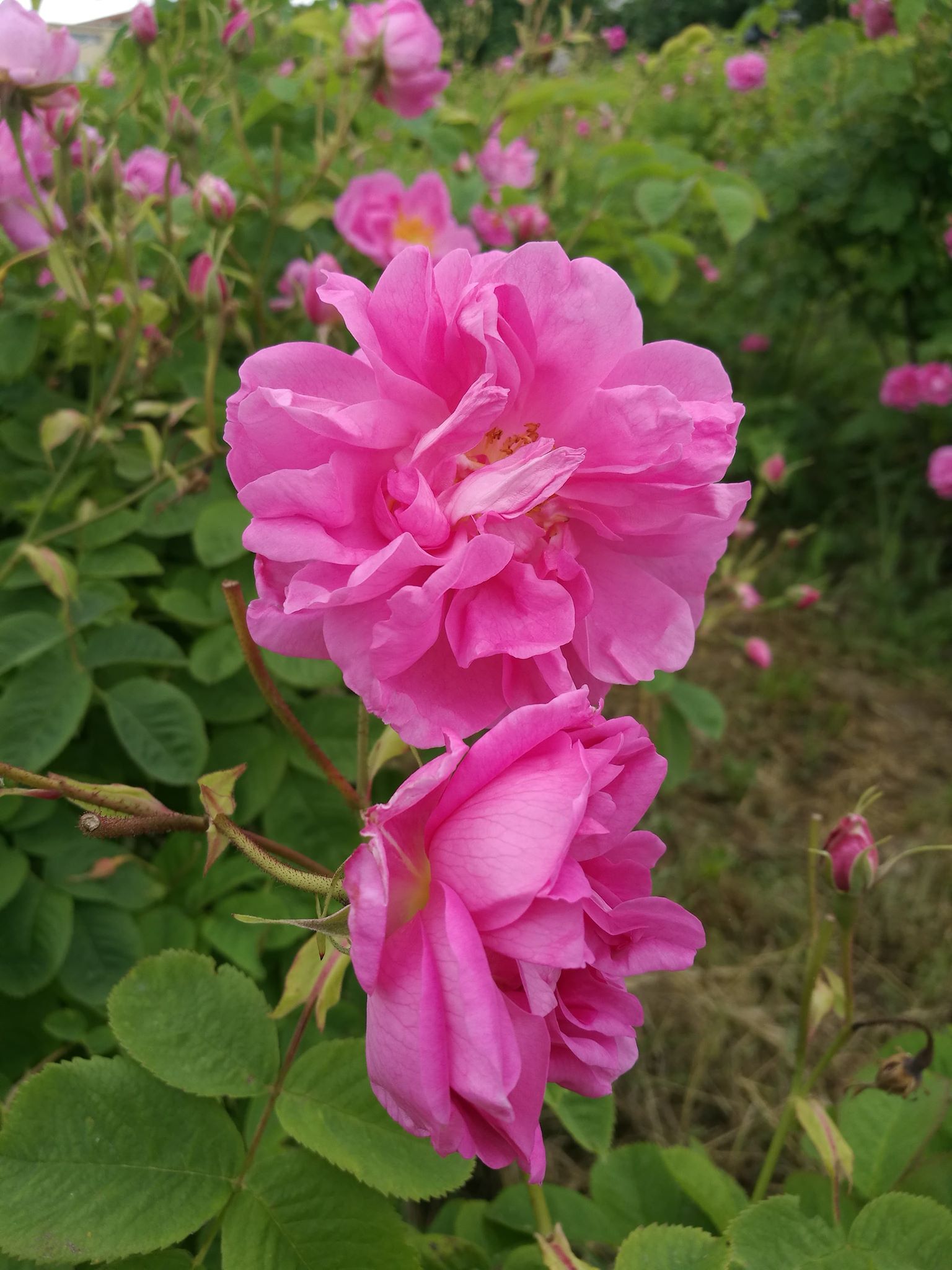 Visit and pick up of May Rose | Perfumery School in Grasse