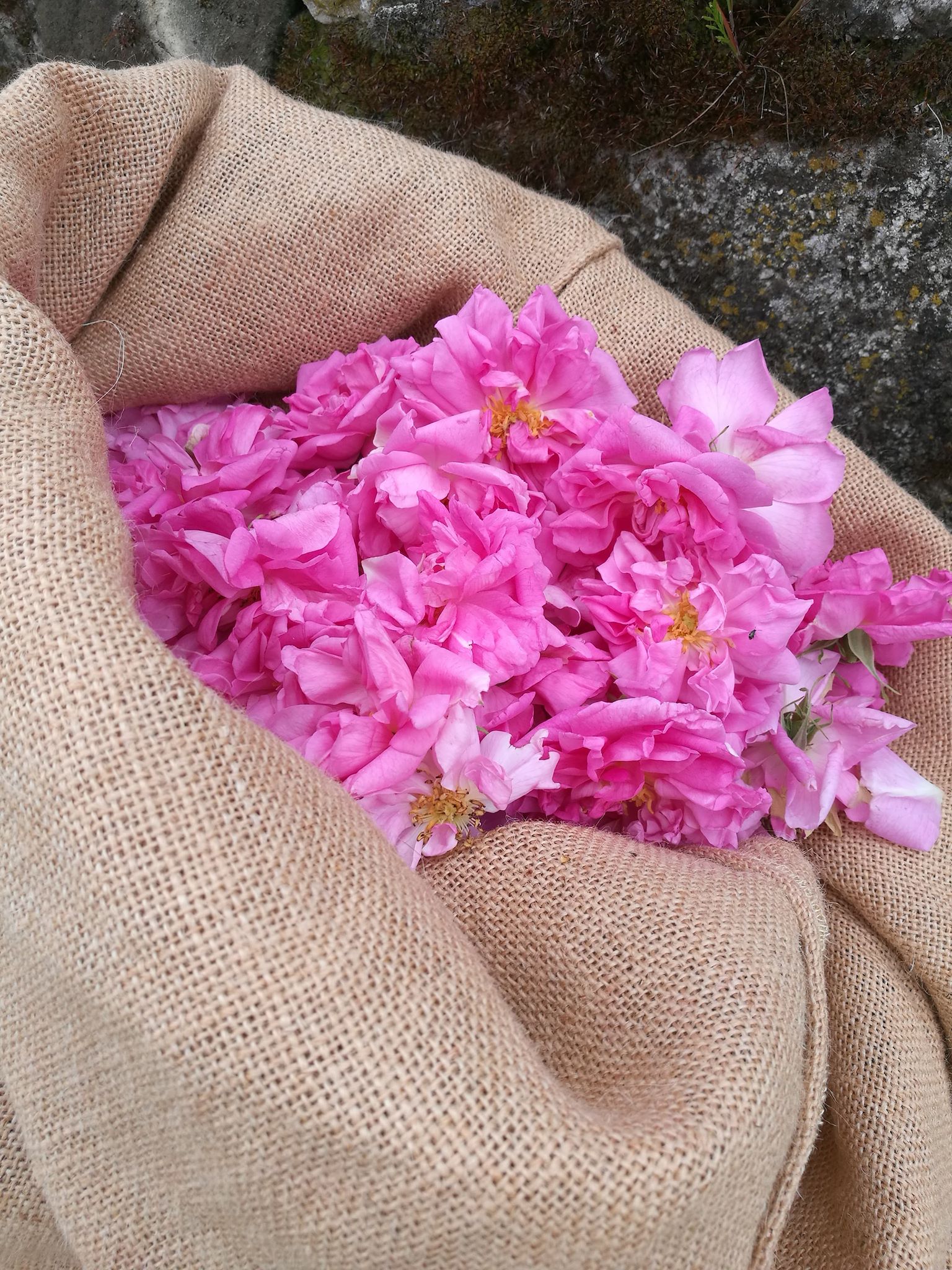 Visit and pick up of May Rose | Perfumery School in Grasse